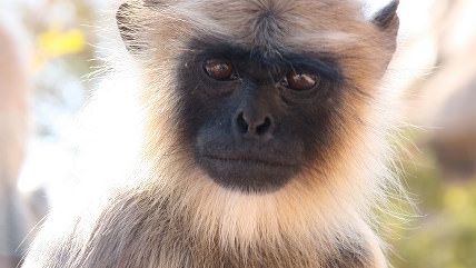 How Human Are Monkeys? – Reason.com