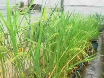 More Efficient Photosynthesis Transferred From Corn Into Rice: Could ...