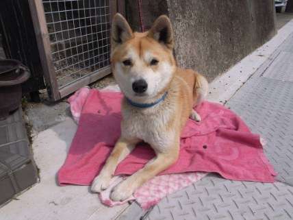 Seattle Animal Control Accessing Grocery Purchase Data Looking for ...