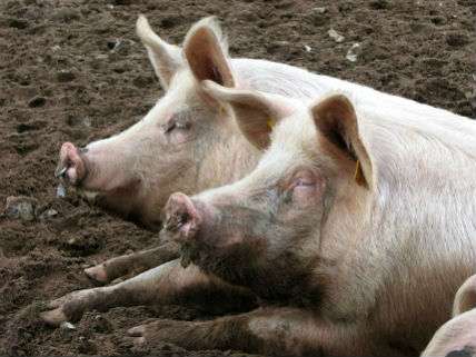 Great News: Researchers Grow Part Human/Part Pig Embryos