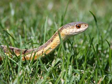 Brickbat: Keep Your Snake Under Control