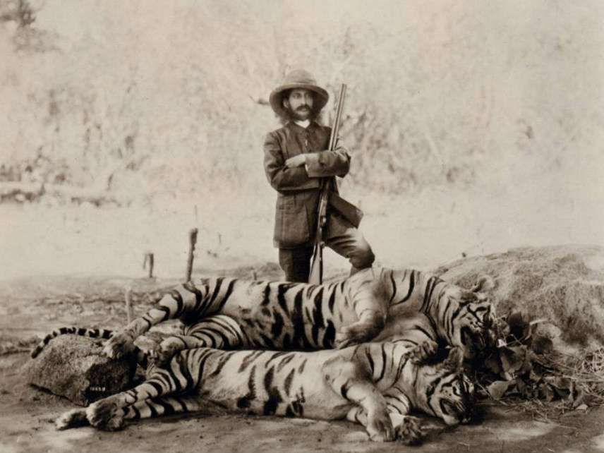 Congress Needs to Kill a TIGER - Reason.com