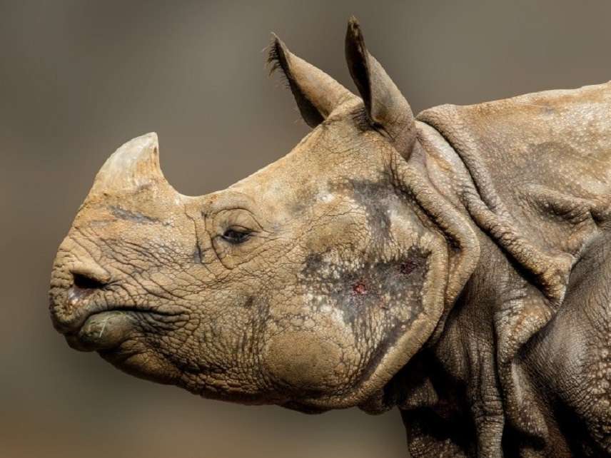 Loving Animals to Death: Rules to 'Protect' Animals Often Put Them At Risk