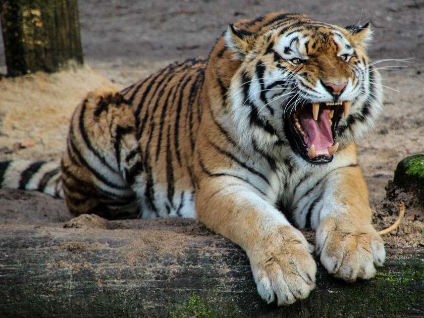 TIGER, Pork Included in the Senate's Transportation Sausage