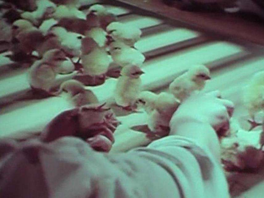 The Baby Chicken vs. the State