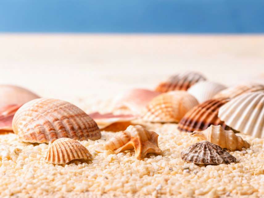 Key West Conch Shells Key West Tourist Gets 15 Days In Jail For