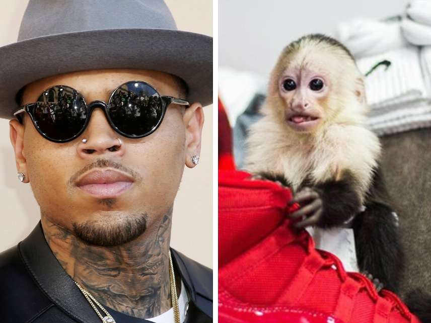 'Monkey Business': Chris Brown Might Go to Jail Over His Adorable Pet