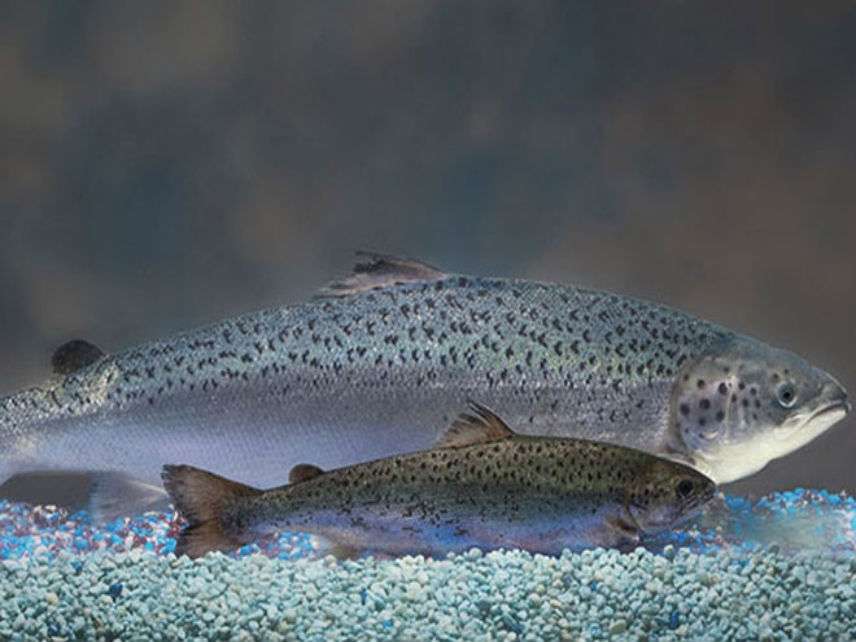FDA Finally Approves Genetically Enhanced Salmon—After 24 Years