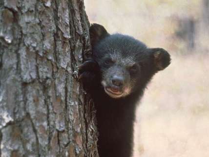 Putting the Russian Bear in Perspective