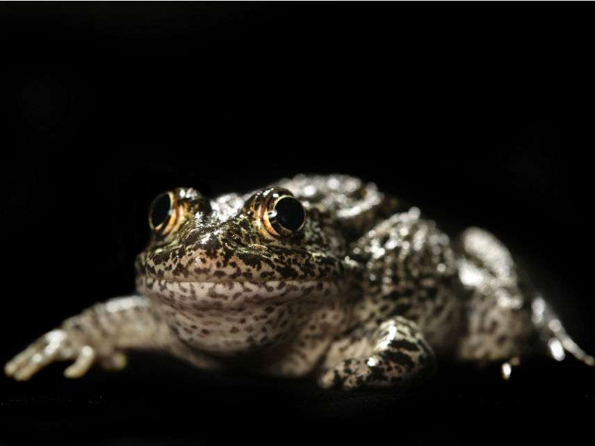 Should Dried Up Tree Frog Sex Ponds Limit Property Rights 
