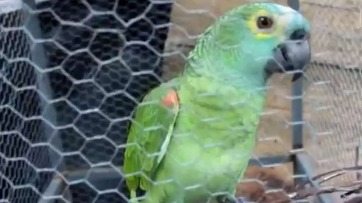 Press Parrots Police Talking Points on Arrest of Alleged Drug Dealers' Bird