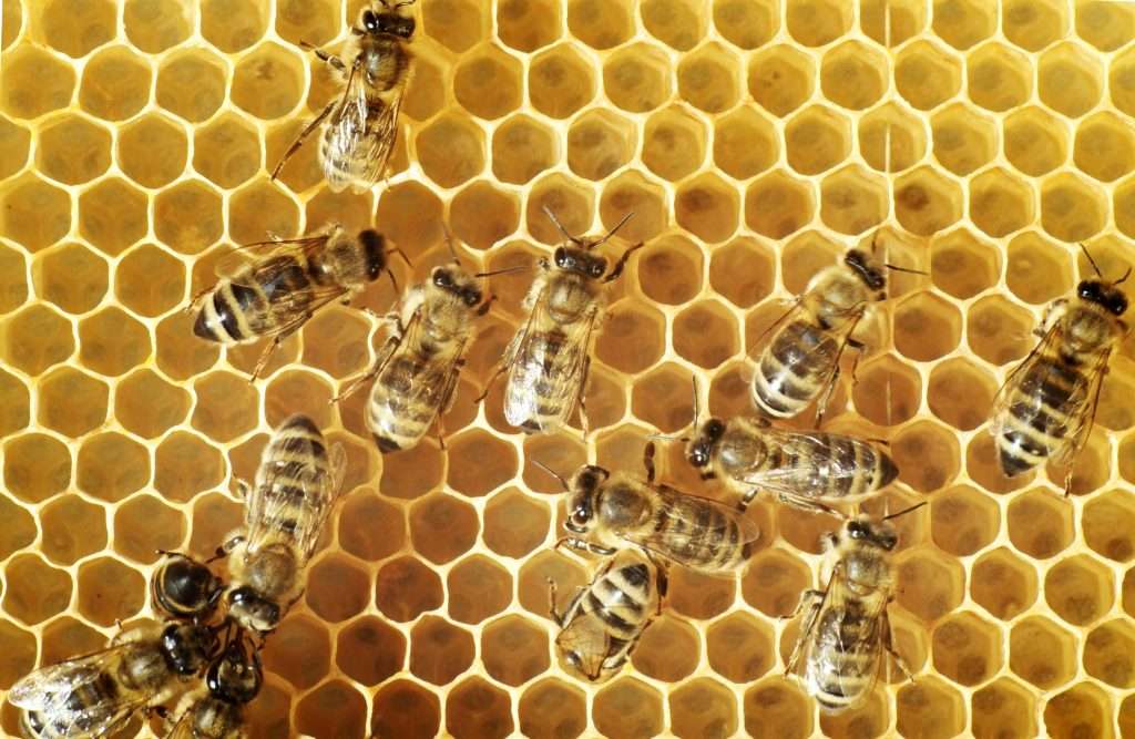 No 'Bee-Apocalypse,' Thanks to Free Markets