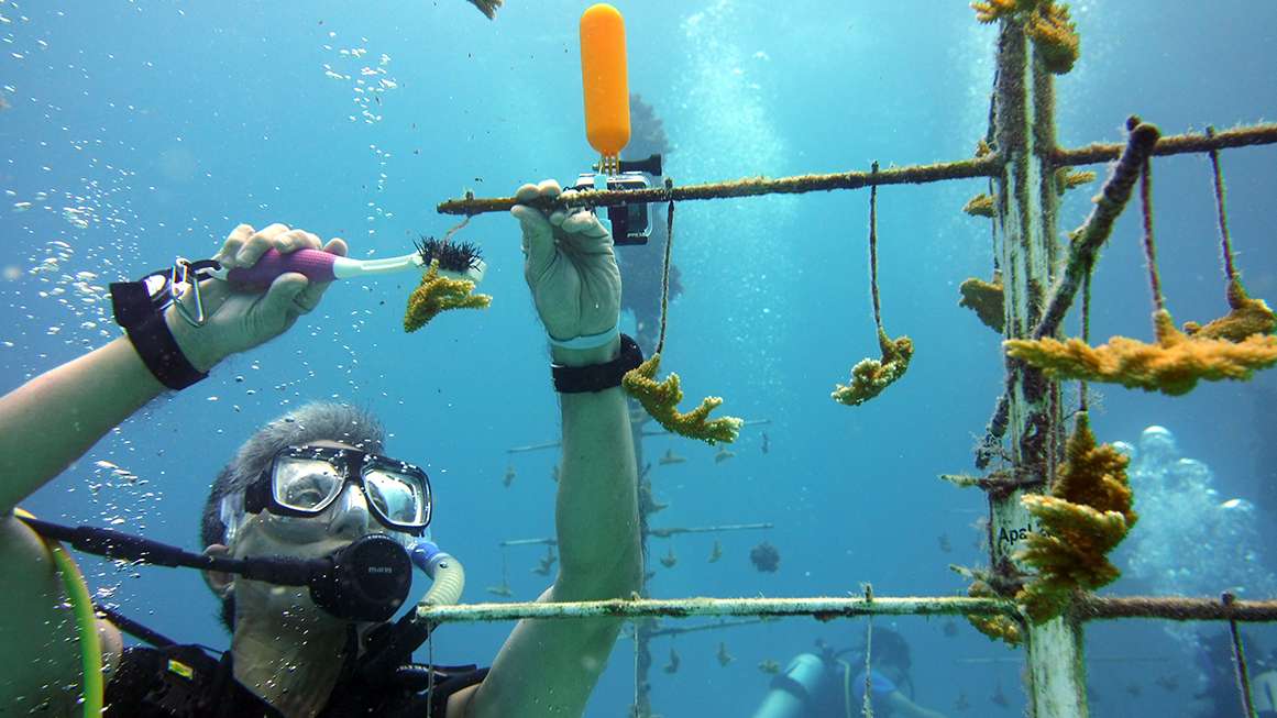 Volunteers Rescue Florida's Reefs.
