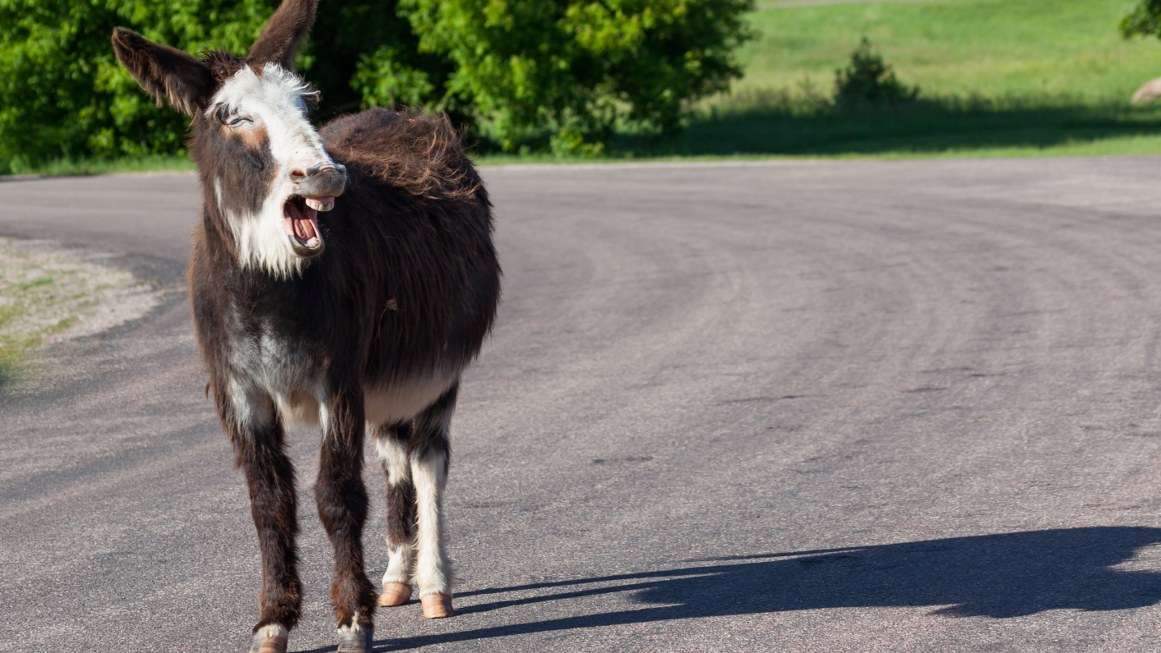 Brickbat: What a Jackass!