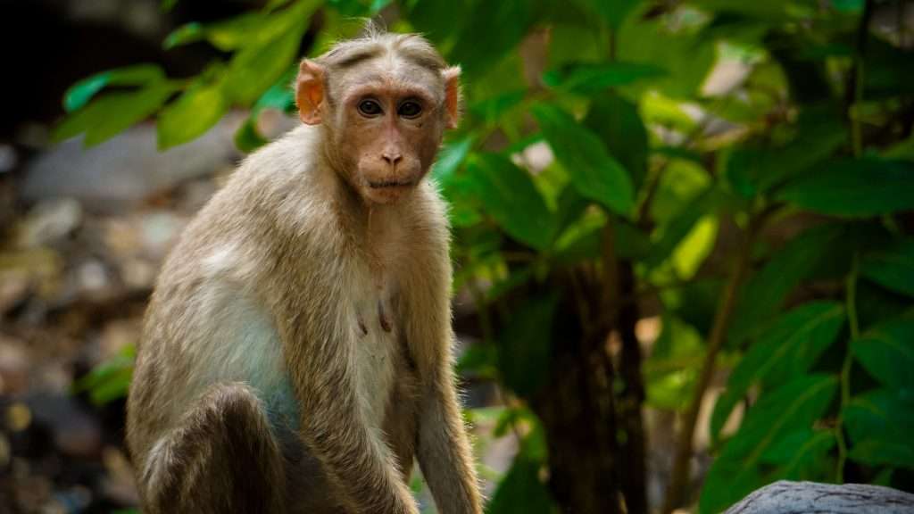 Fed Scientists Filmed Themselves Giving Monkeys Brain Damage. A ...