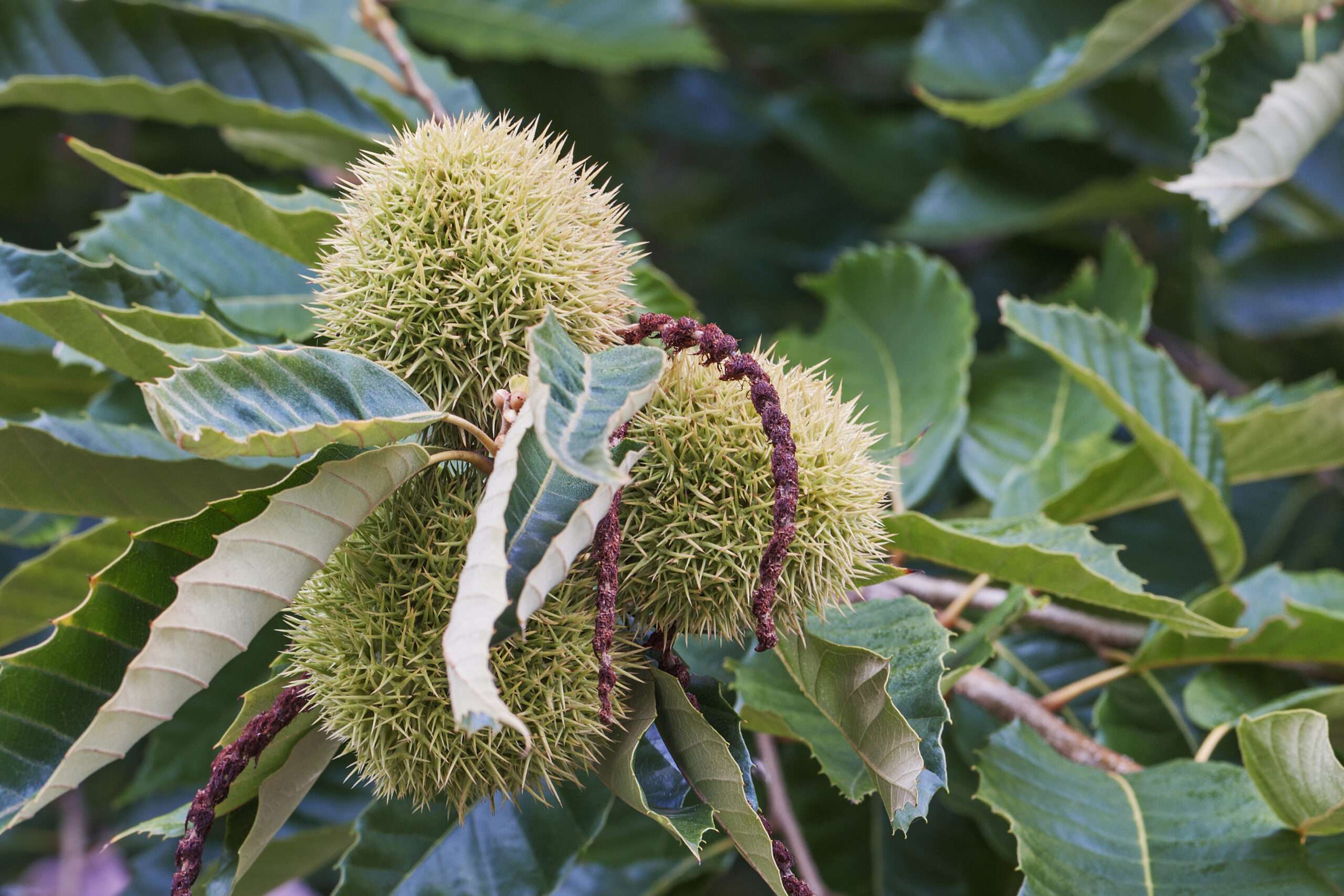 Sierra Club Inches Toward Accepting Genetically Modified Chestnut Trees