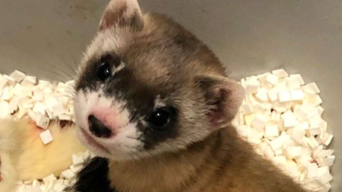 Photo: Fun With Frozen Ferrets