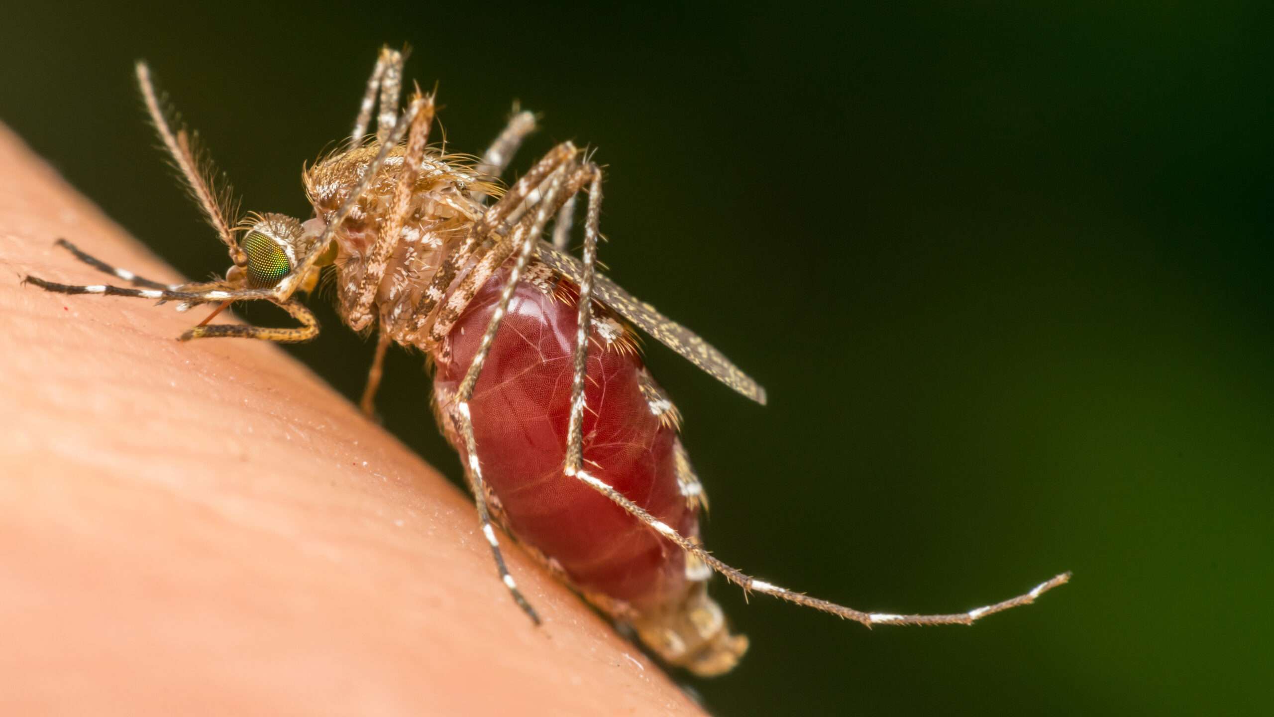 No, Genetically Modified Mosquitoes Will Not Turn the Florida Keys Into ...