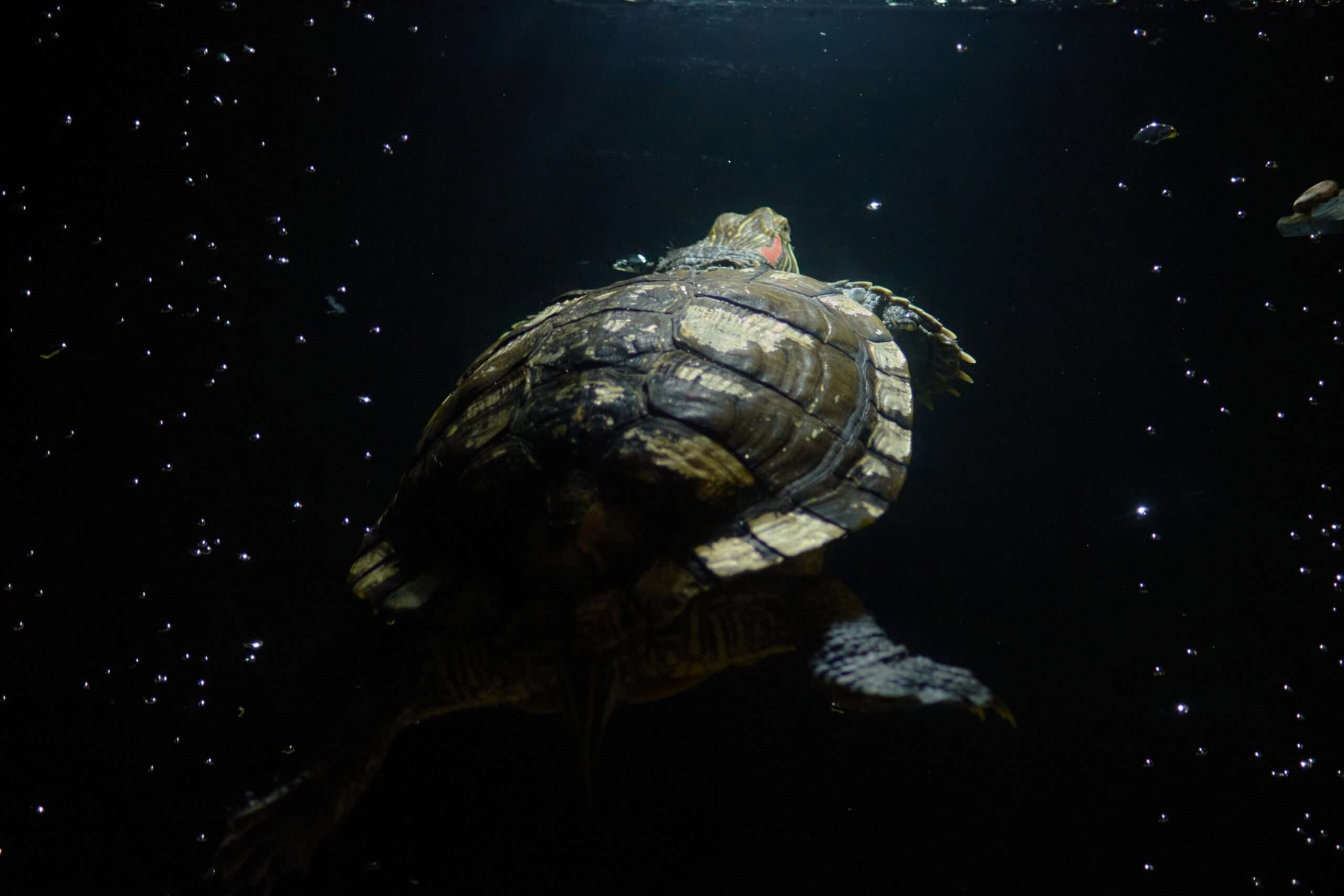U.S. Space Force Finds 30 Kilos of Cocaine While Looking for Sea Turtles