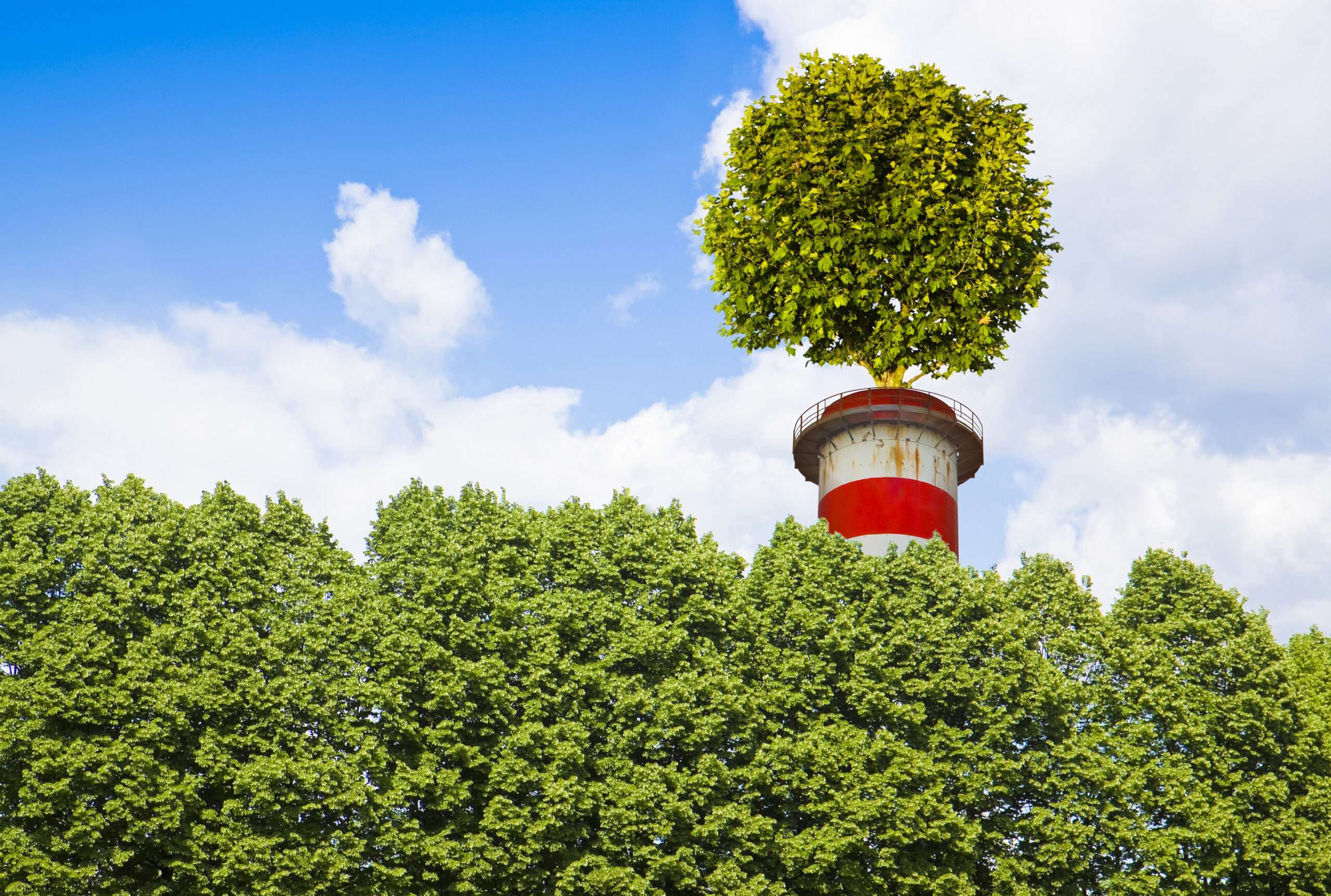 A Simple Step To Reduce Climate Change: More Trees