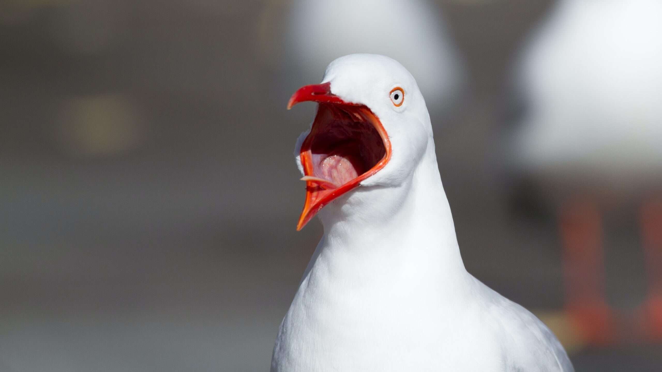 Politics Is Rotting Brains and Making Everyone Mad