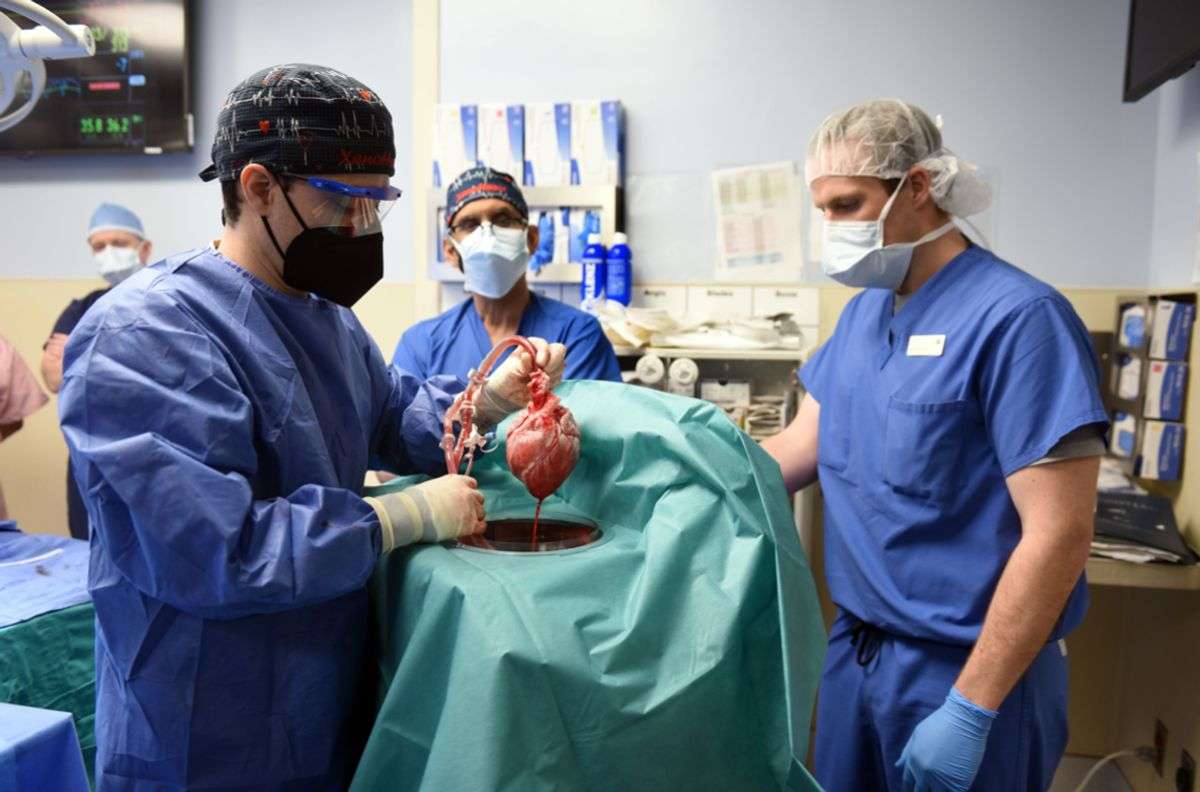 Genetically Modified Pig Heart Successfully Transplanted Into a Patient