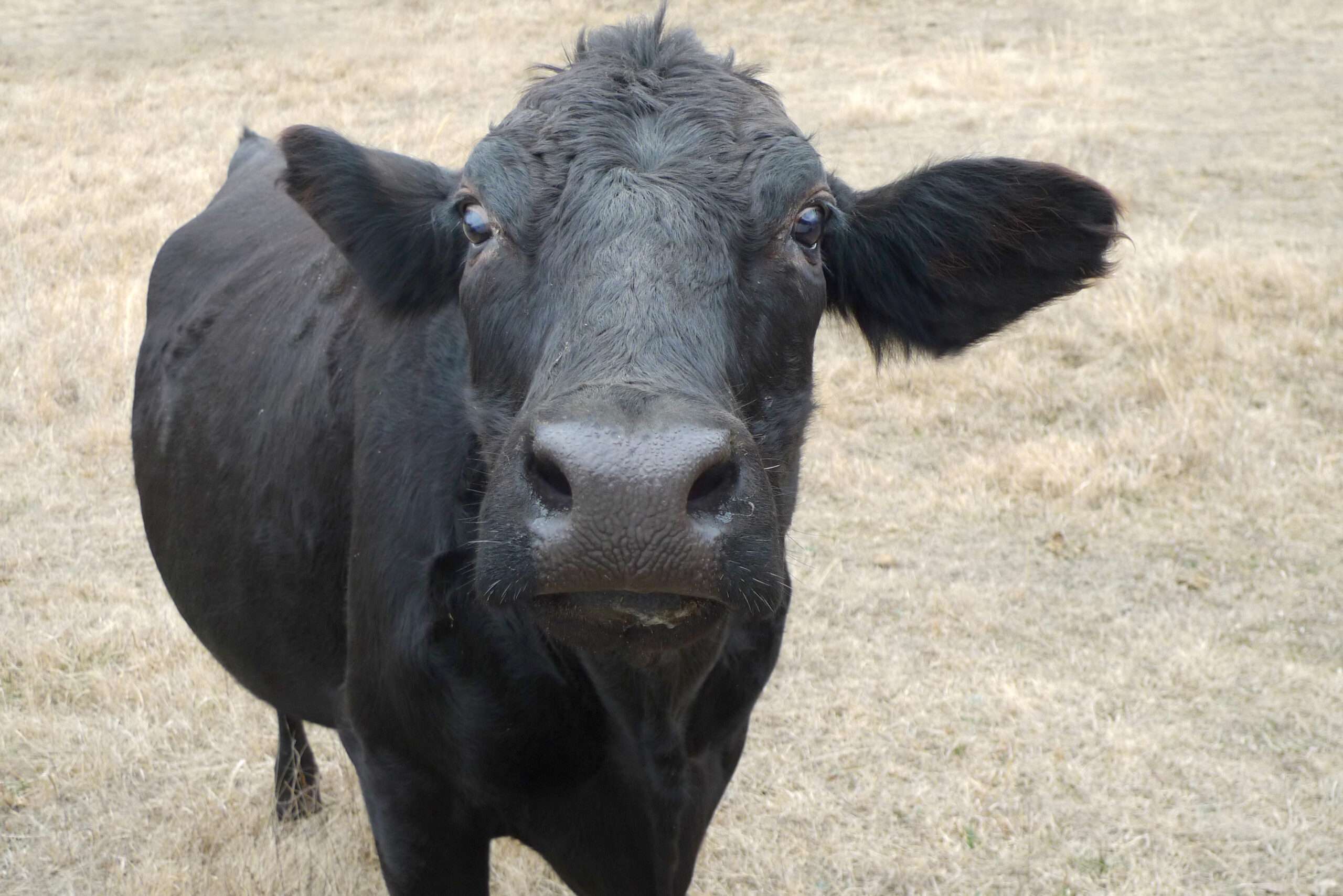 Louisiana Sheriff Loses Tax Lawsuit Targeting Smith Angus Farm Louisiana Sheriff Loses Tax Lawsuit Targeting Smith Angus Farm