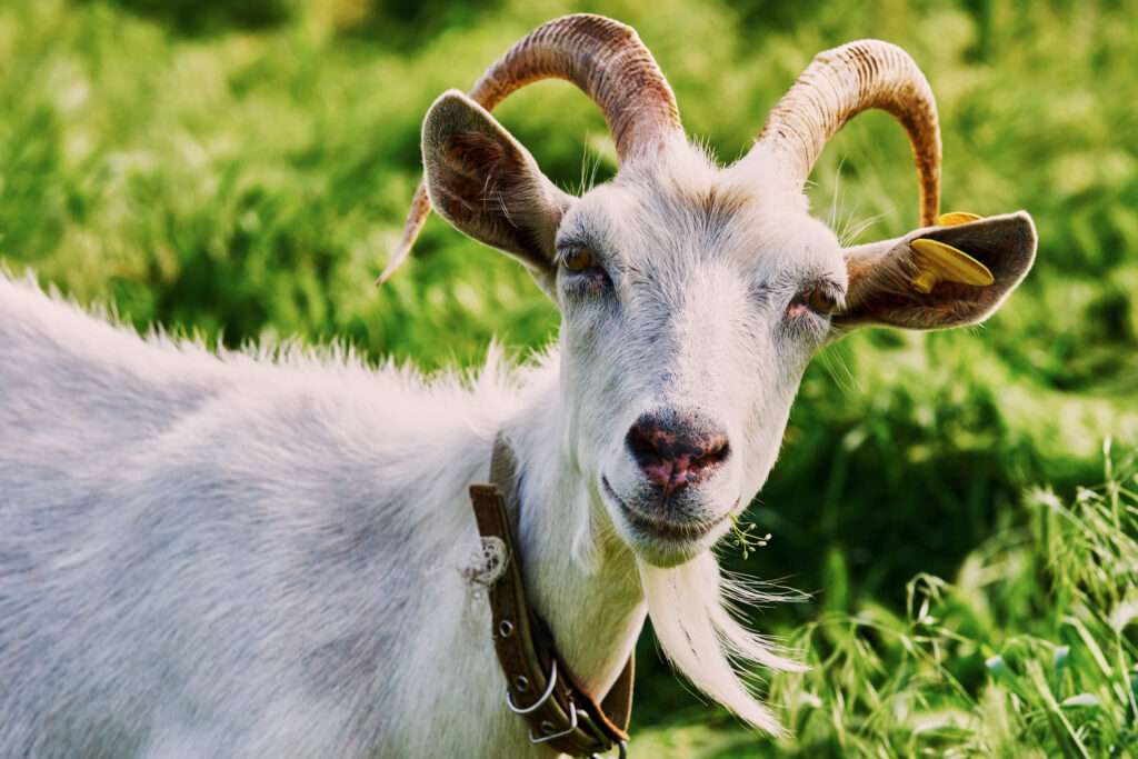 Brickbat: This Gets My Goat