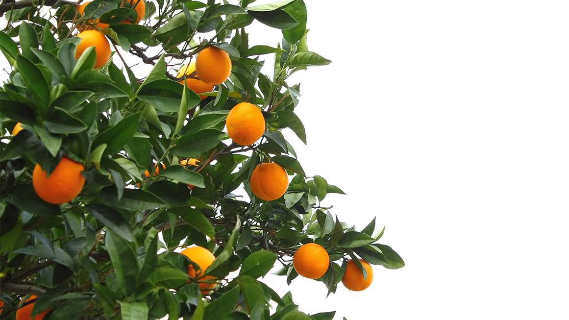 Florida Tried and Failed To Eradicate Citrus Canker