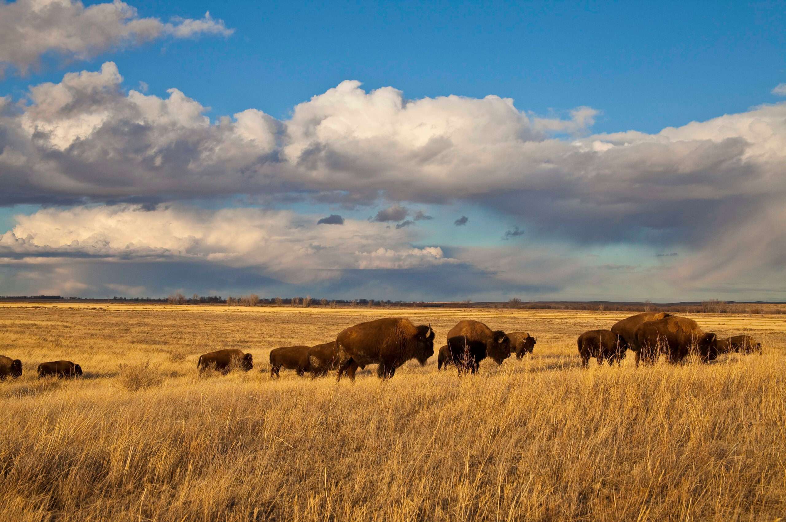 Bureau of Land Management obstructs plans for Montana bison reserve