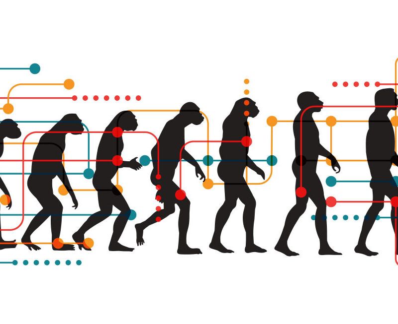 Human Evolution Stages With Names